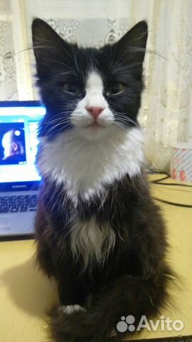 Сократ, милый котёнок