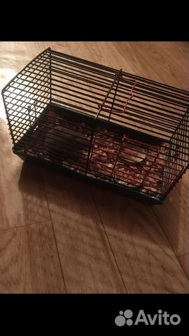 Мышка писчанка