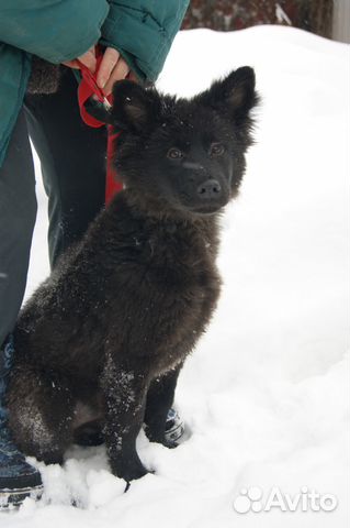 Удивительная пушистая девочка-щенок 4 мес в дар