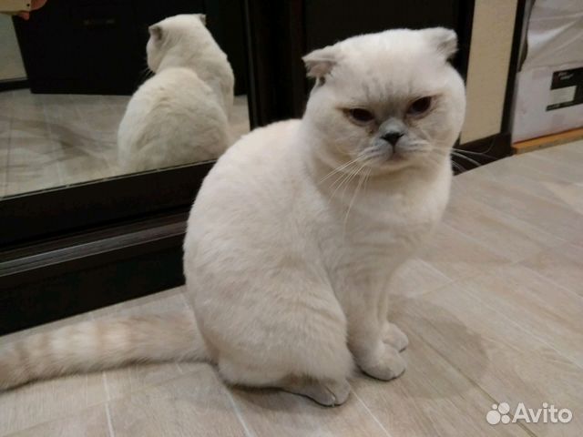 Вязка белый шотландец