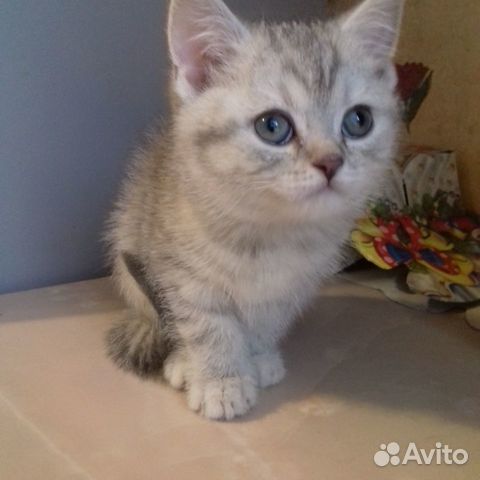 Вислоухие и прямоухие котодетки