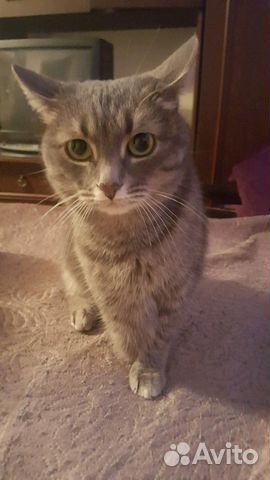 Кошечка без лапки ищет дом