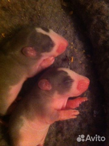 Отдам даром Крыски Дамбо