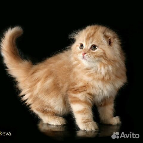 Шотландская кошечка