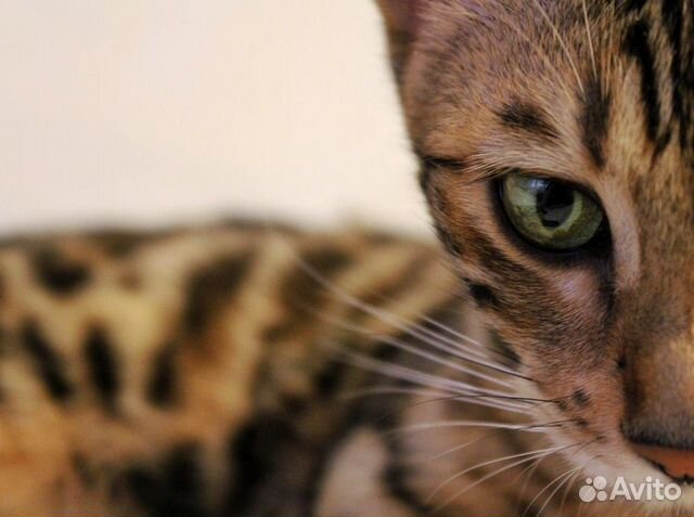 Бенгальская кошечка 8 месяцев