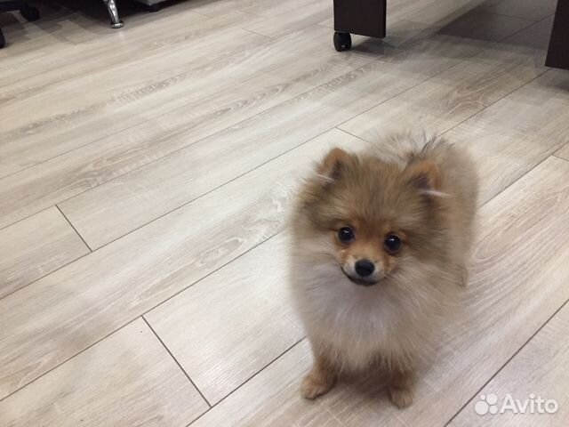 Игривая Маша(Ненси Персик )