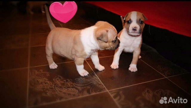 Девочки ам. стаффа