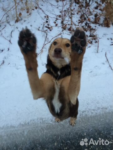 Две добрые девочки ищут дом