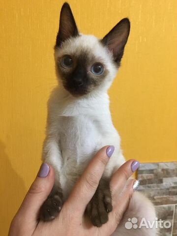 Мальчик той боб