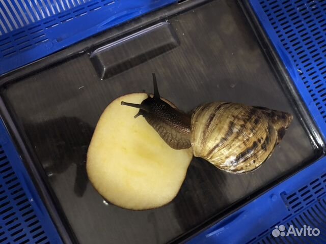 Улитка Ахатинка