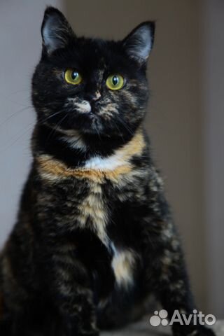 Кошка Хилда в добрые руки