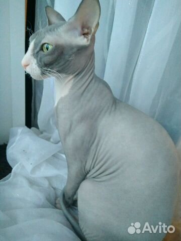 Донской велюровый сфинкс