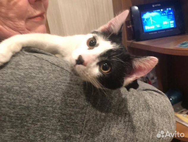 Нежный Шурик - шустрый котенок в дар