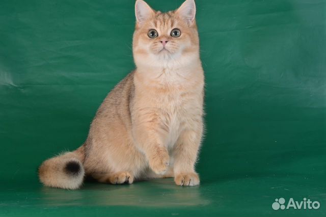 Шикарная золотая британская кошечка