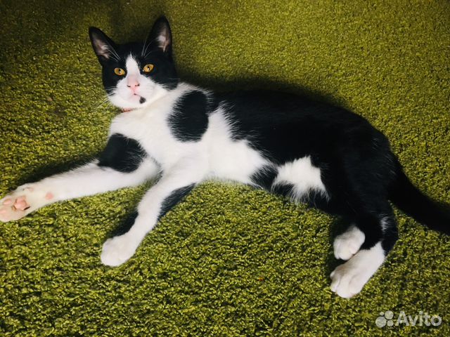 Котик-компаньон