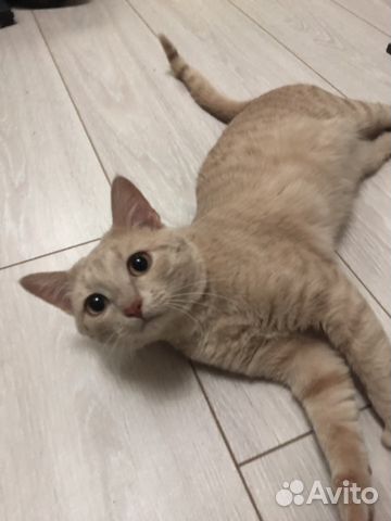 Котик в добрые руки