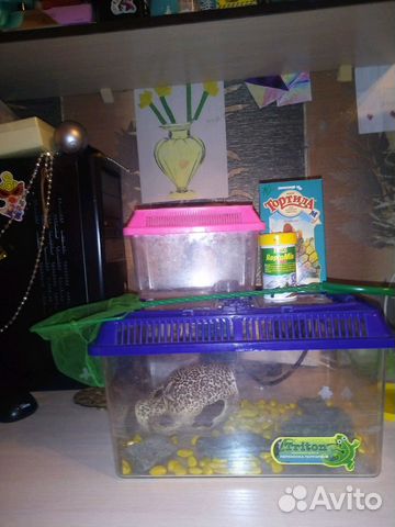 Аквариум для черепах