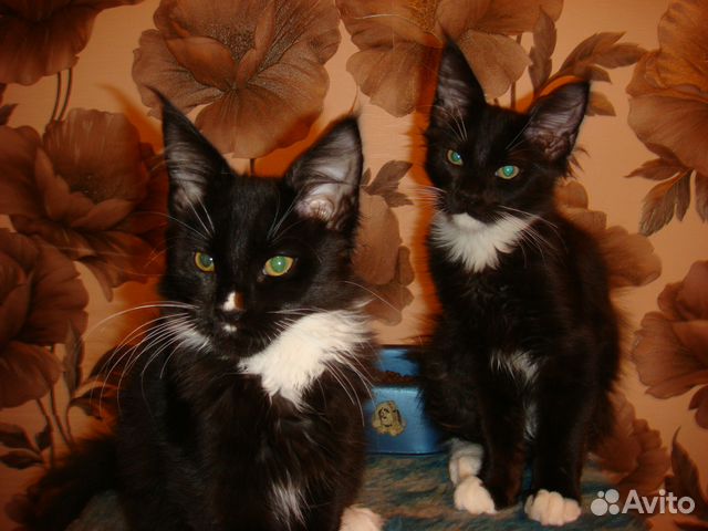 Две девочки мейн-кун 2,5 месяца