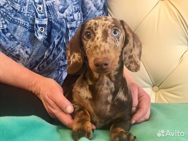 Щенок миниатюрной таксы