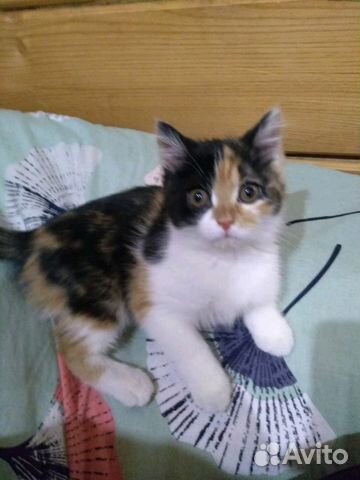 Заберите котенка