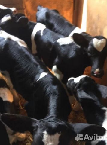 Бычки Холмогор помес с абердин ангусом до 3х месяц