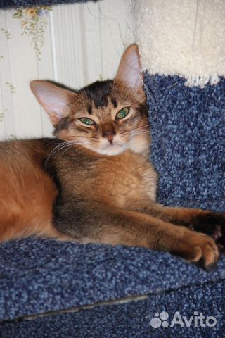 Девочка сомали