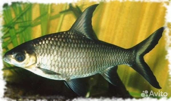 Акула балу возраст 1,5 года