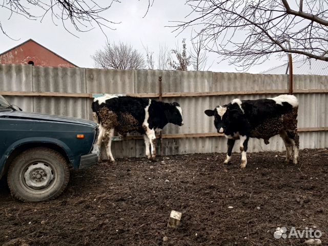 Продам бычков