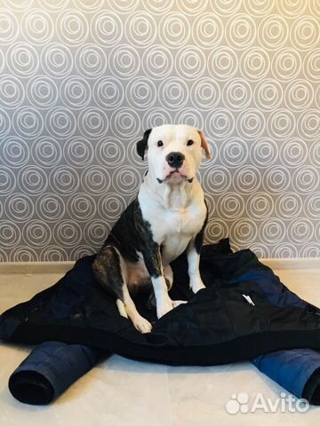 Вязка ам стафа