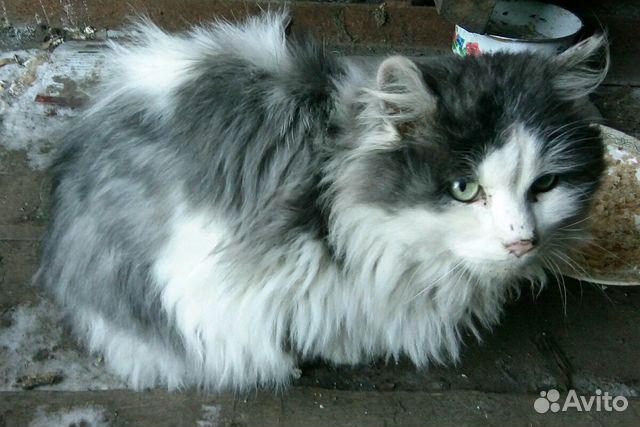 Отдам в хорошие руки котеек