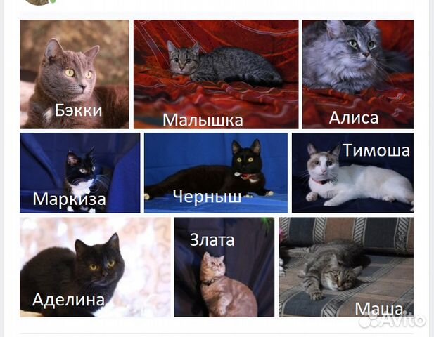 Разные по мягкости и окрасу котеечки