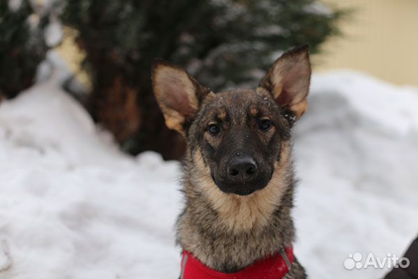 Щенок Лион в дар