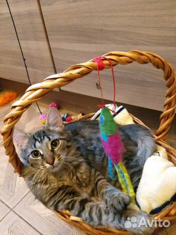 Милый котик 5 месяцев ,ждёт хозяев
