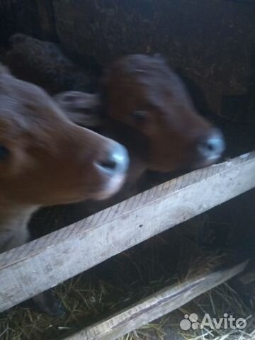 Продаётся бычок и тёлочка