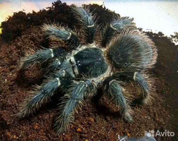 Пауки-птицееды Lasiodora parahybana молодая самка