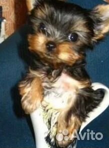 Мимишечные мимишки