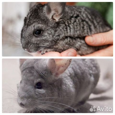 Две Шиншиллы