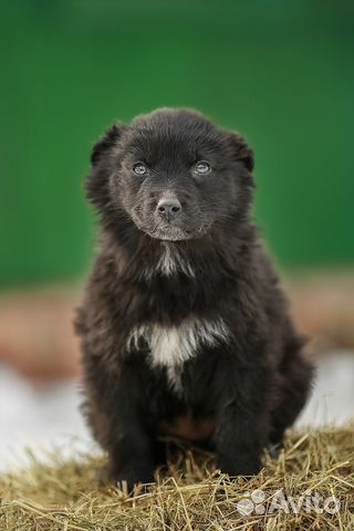 Беки Blacky щенок в добрые руки