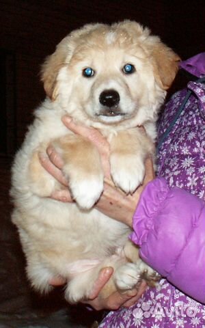 Пристраиваем малыша Бруно