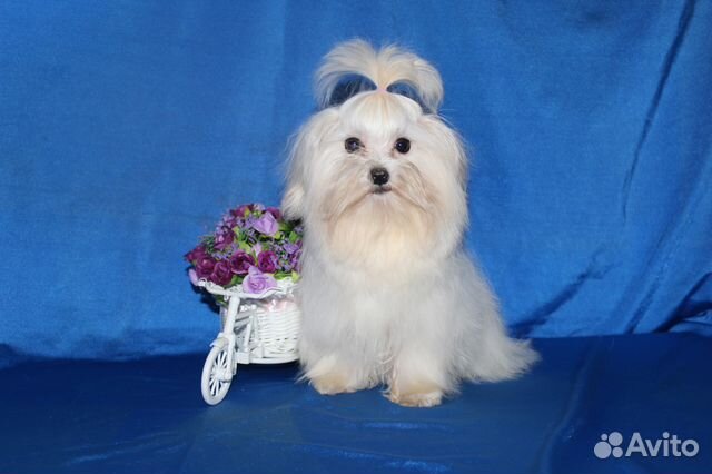 Белый красавчик