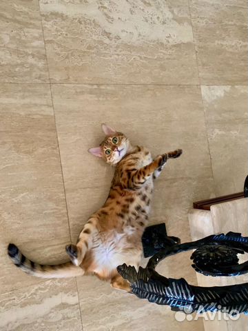 Котейки бенгальские