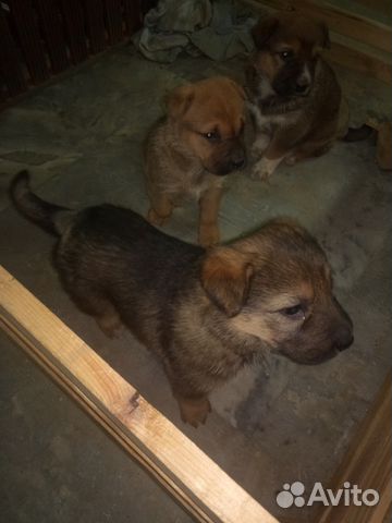 Щенки