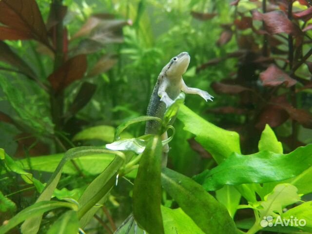 Карликовая лягушка Гименохирус Беттгера (Hymenochi