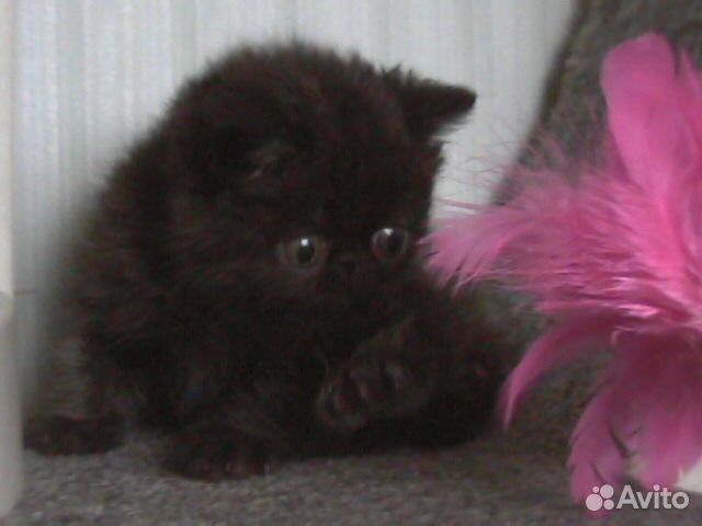 Плюшевый котик-экзотик