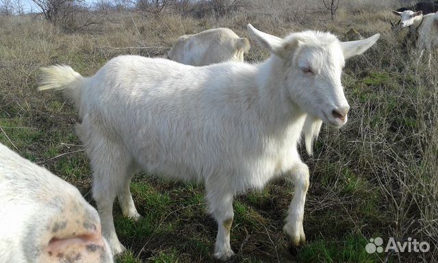Козочка на мясо