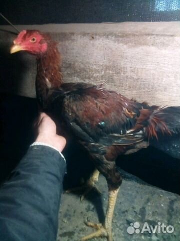 Молодые бойцы даканы 12мес