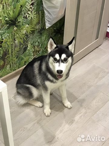 Сибирский хаски