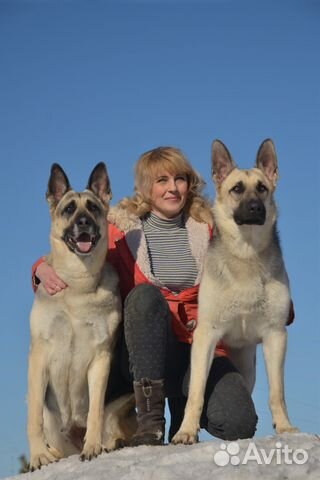 Щенки Восточноевропейской овчарки