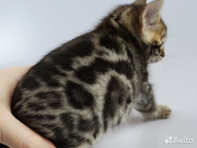 Бенгальские котята