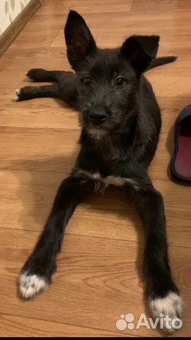 Собака в хорошие руки